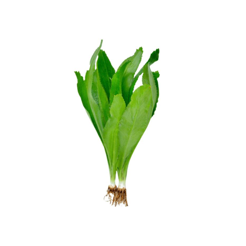 Chicória – Variedades do Sitio